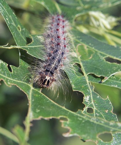 Gypsy moth is now spongy moth | News, Sports, Jobs - The Daily News